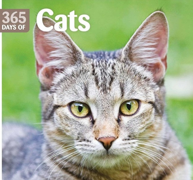 Meow-tastic calendars: Featuring the cutest cats of the year