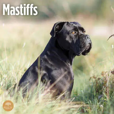 Buy Cane Corso Calendar 2025 | Wide Range & Competitive Prices ...