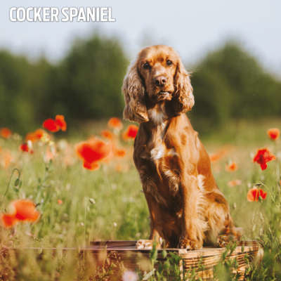 English Cocker Spaniel buy Calendar? | Over Supply & Cutting Prices ...