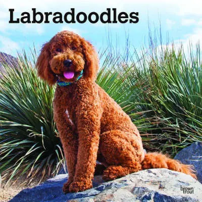 Comprar Calendarios Labradoodle | Amplia gama y precios competitivos ...