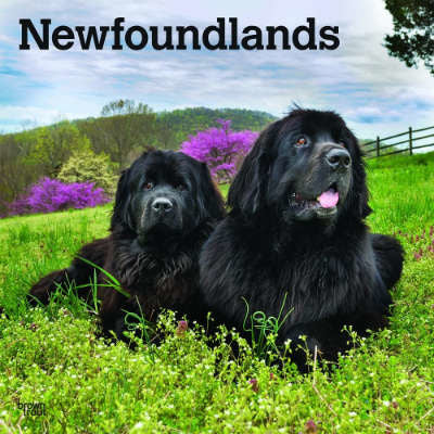 Buy Newfoundland Calendar | Large selection & Competitive prices ...