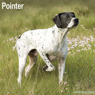 Buy Pointer Calendar | Large selection & Competitive prices ...