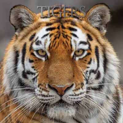 Buy Tiger Calendar | Large selection & Competitive prices