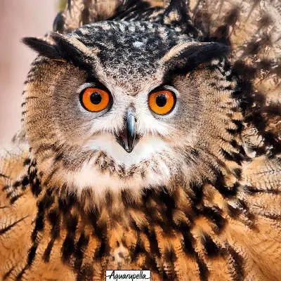 Buy Owls Calendar | Large selection & Competitive prices