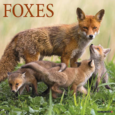 Buy Foxes Calendar | Large selection & Competitive prices