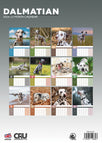 Buy Dalmatian A3 Calendar 2025? Order online quickly and easily