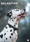 Buy Dalmatian A3 Calendar 2025? Order online quickly and easily