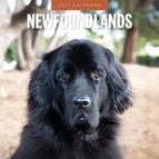 Newfoundlander Calendar 2027 with Space for Notes